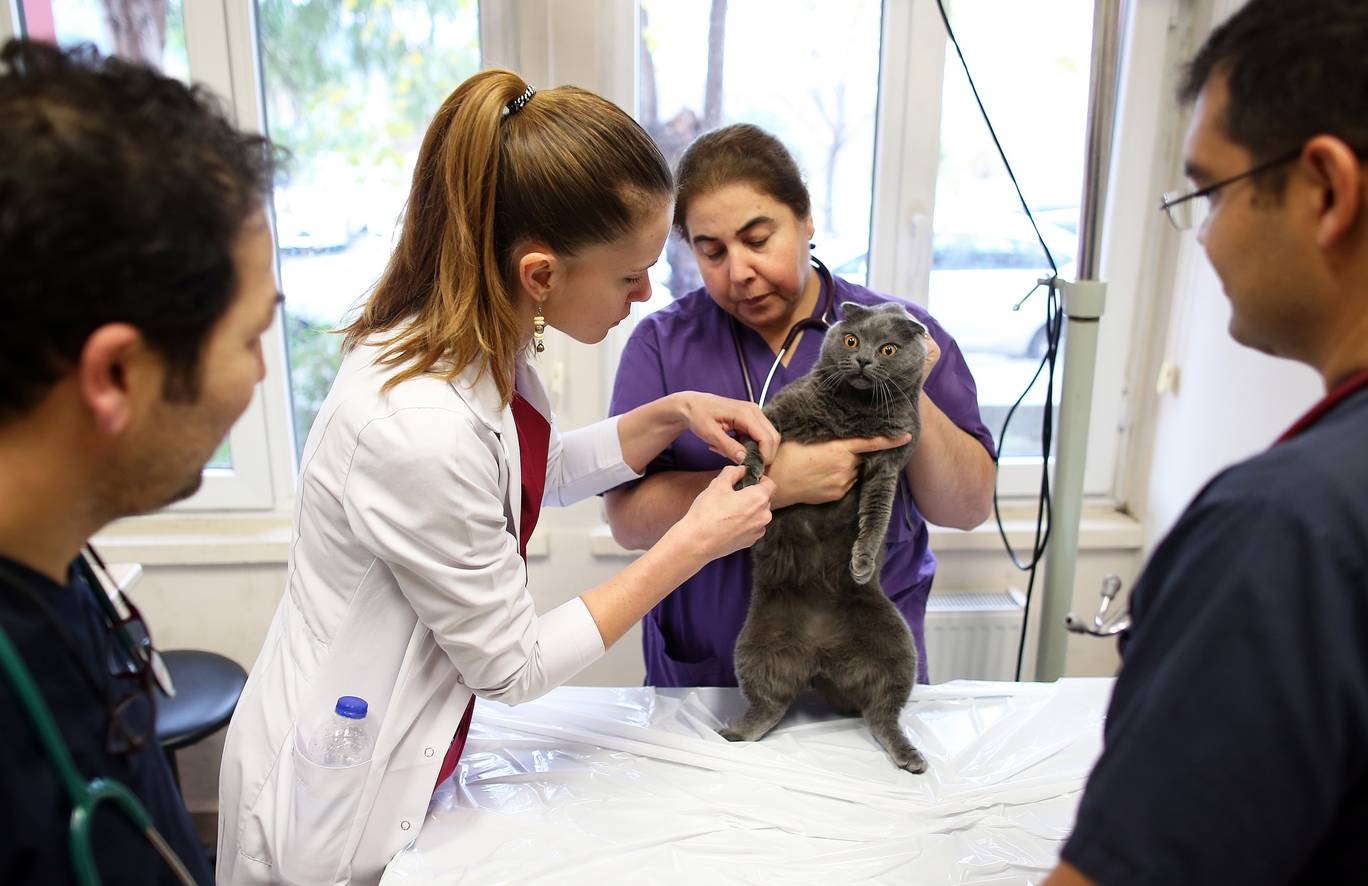 İÜC Veteriner Fakültesi
